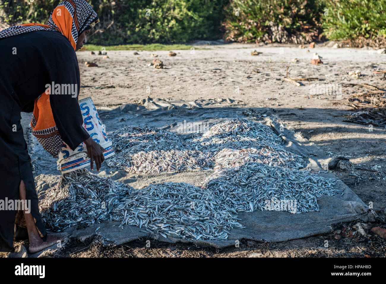Woman spreads anchovies, locally called Dagaa, from the fishermen's ...