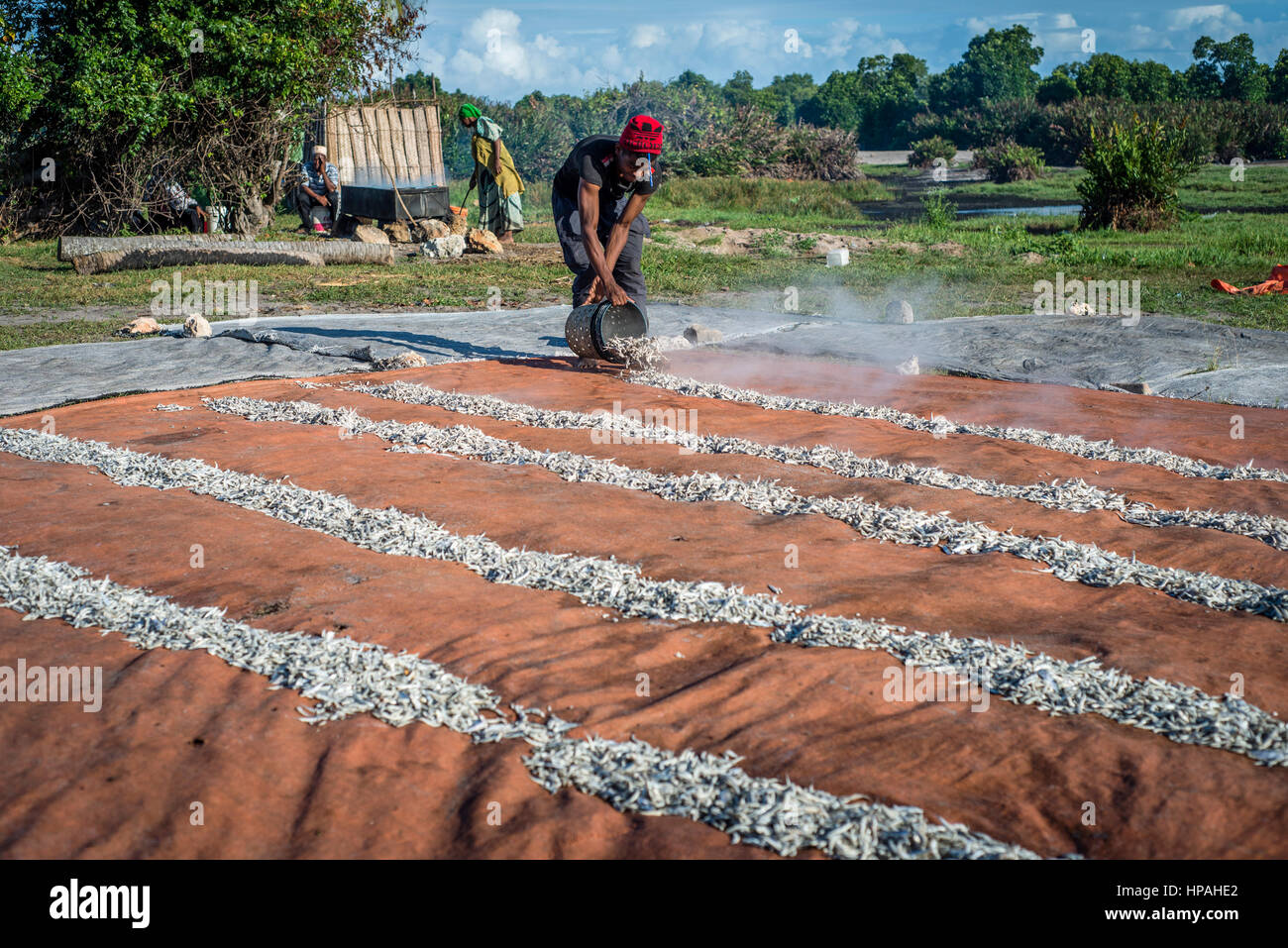 A man prepares anchovies, locally called Dagaa, for drying at Mkokotoni ...