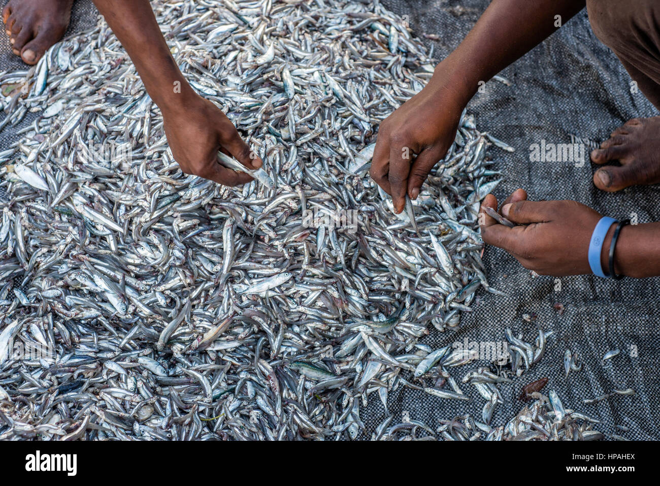 People prepare anchovies, locally called Dagaa, for drying at Mkokotoni ...