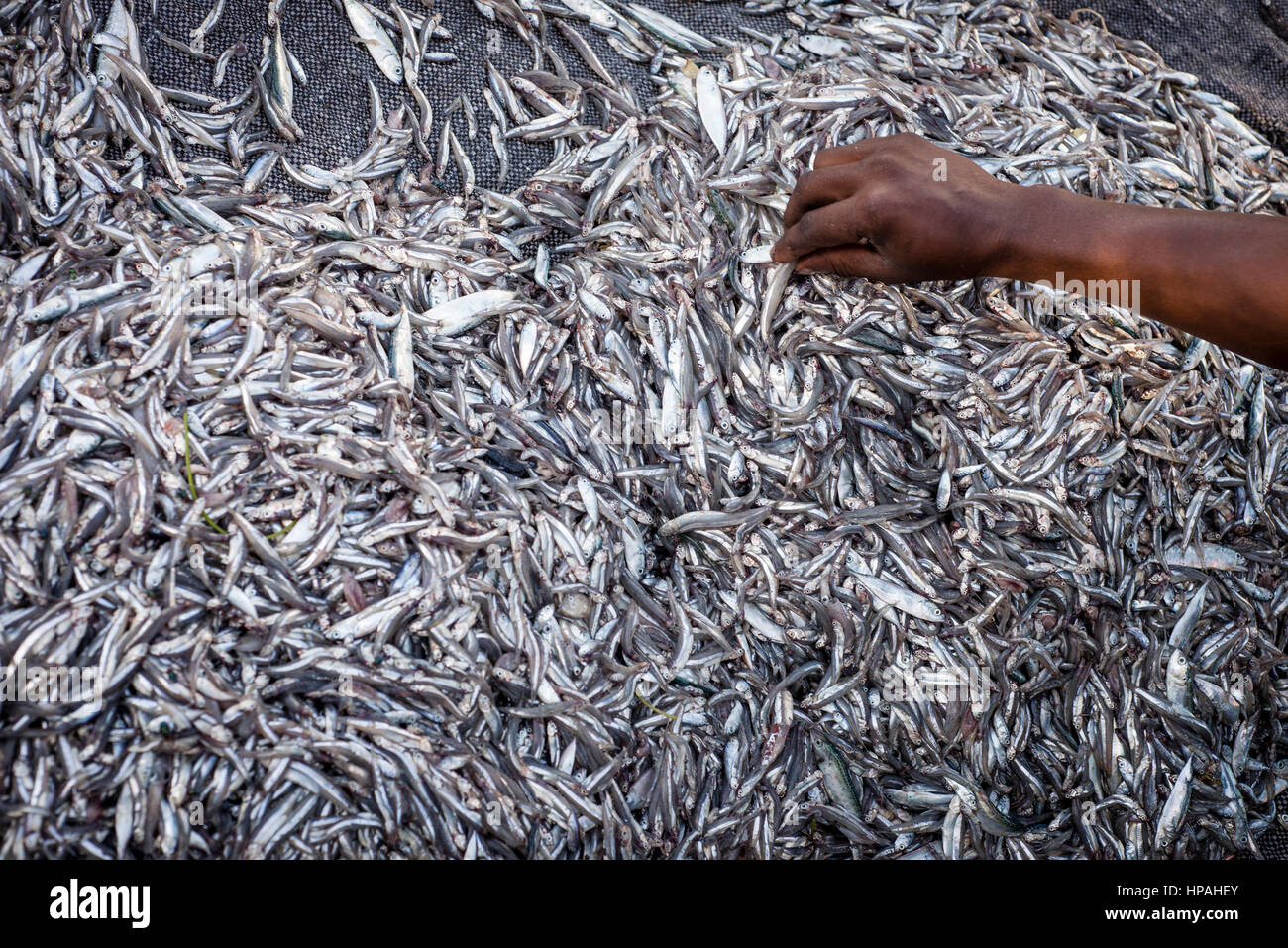 People prepare anchovies, locally called Dagaa, for drying at Mkokotoni ...
