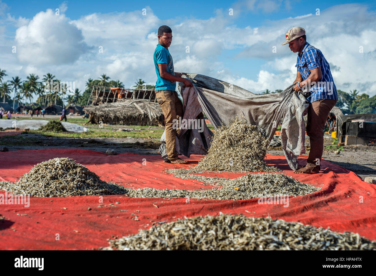 People prepare anchovies, locally called Dagaa, for drying at Mkokotoni ...