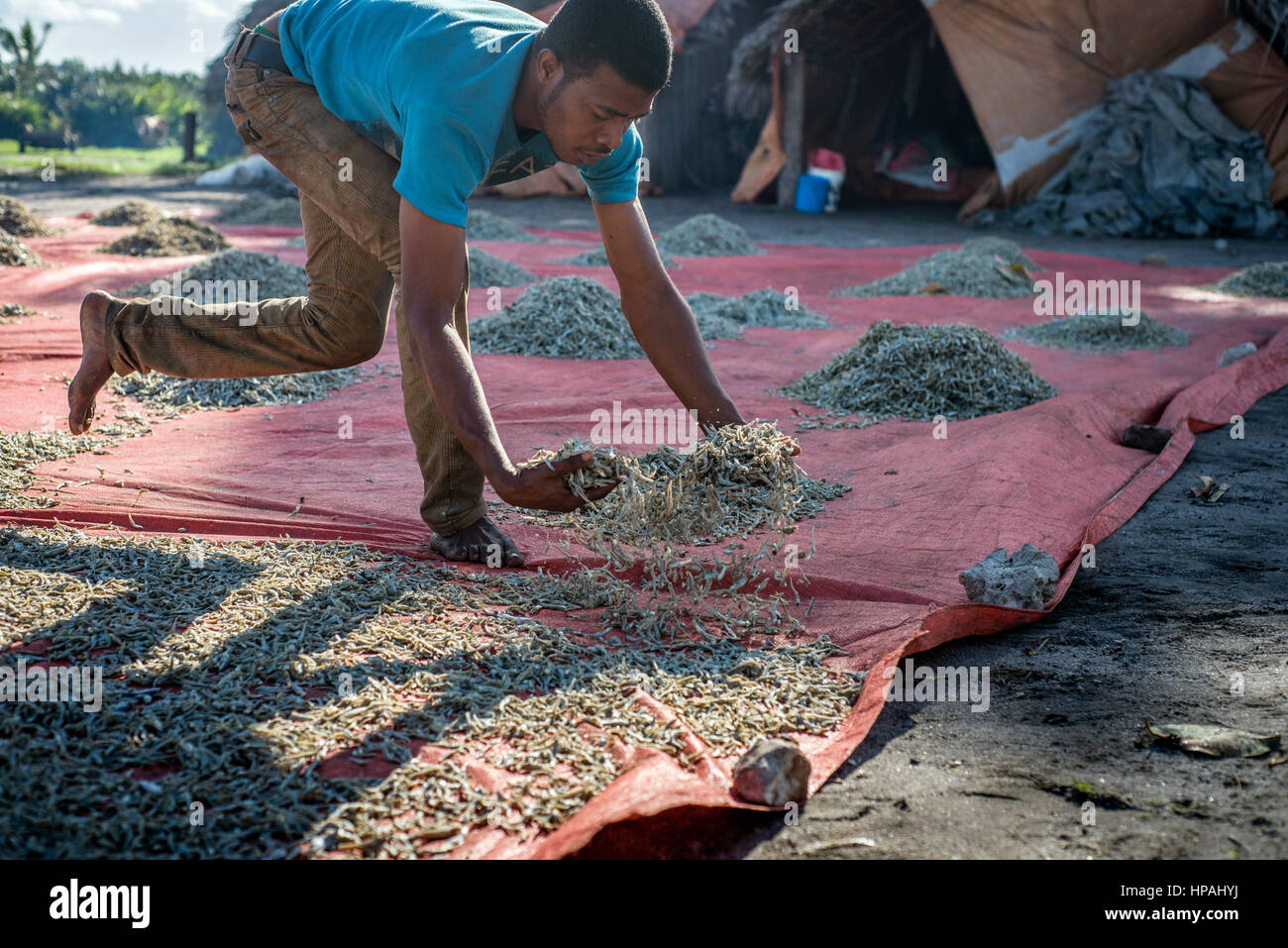 People prepare anchovies, locally called Dagaa, for drying at Mkokotoni ...
