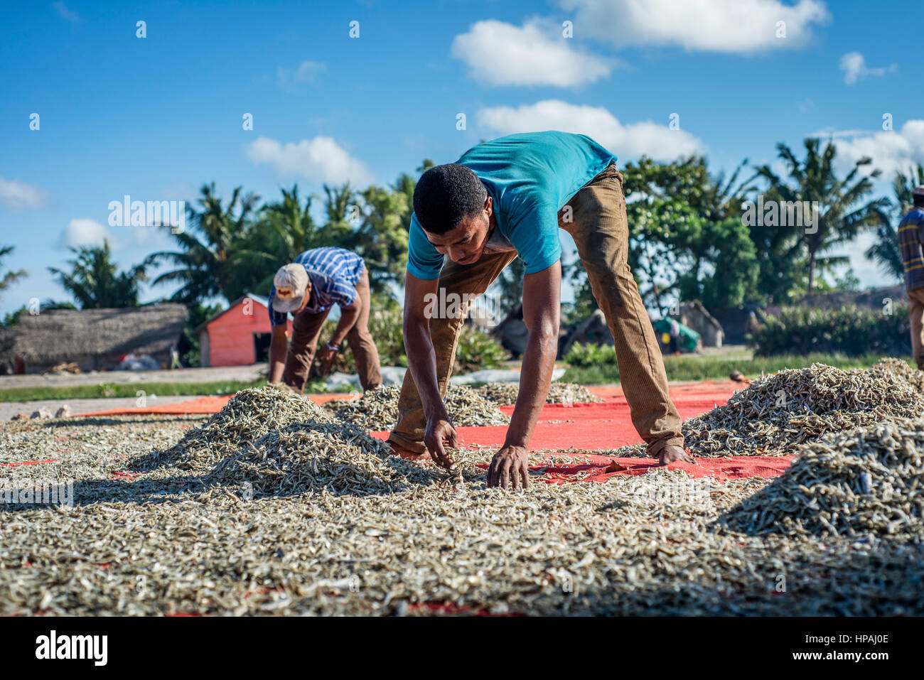 People prepare anchovies, locally called Dagaa, for drying at Mkokotoni ...