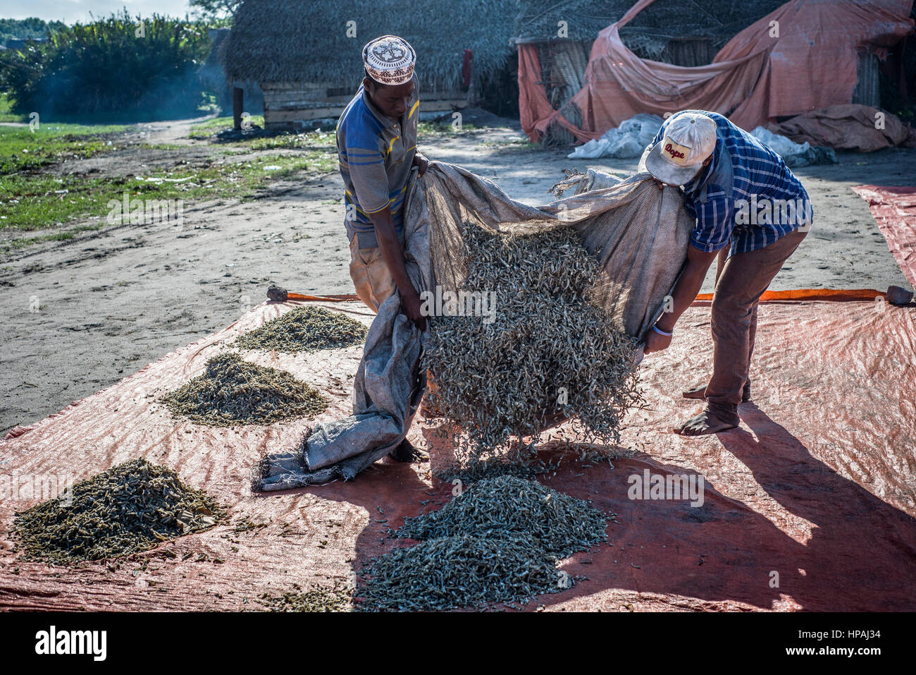 People prepare anchovies, locally called Dagaa, for drying at Mkokotoni ...
