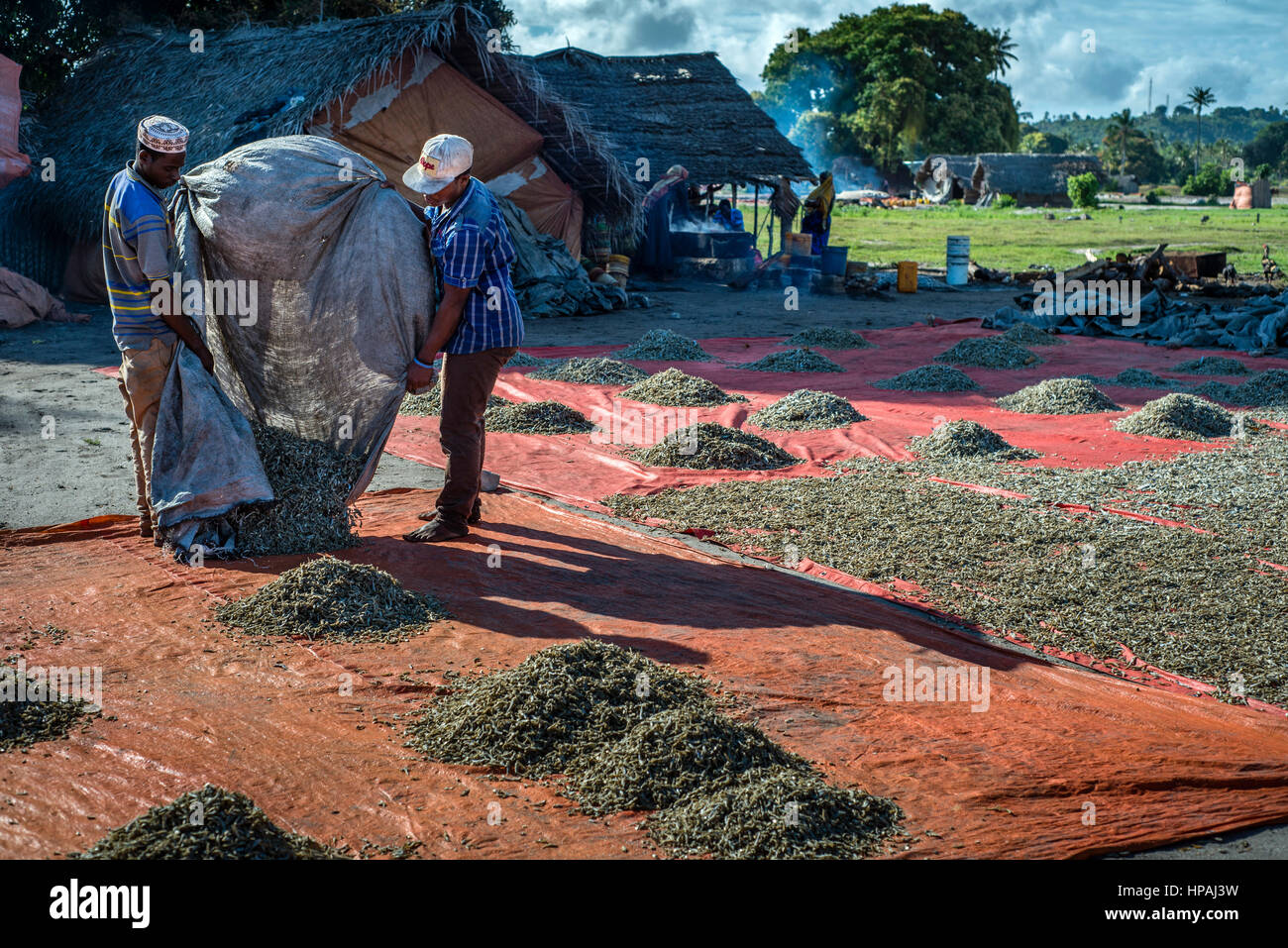 People prepare anchovies, locally called Dagaa, for drying at Mkokotoni ...