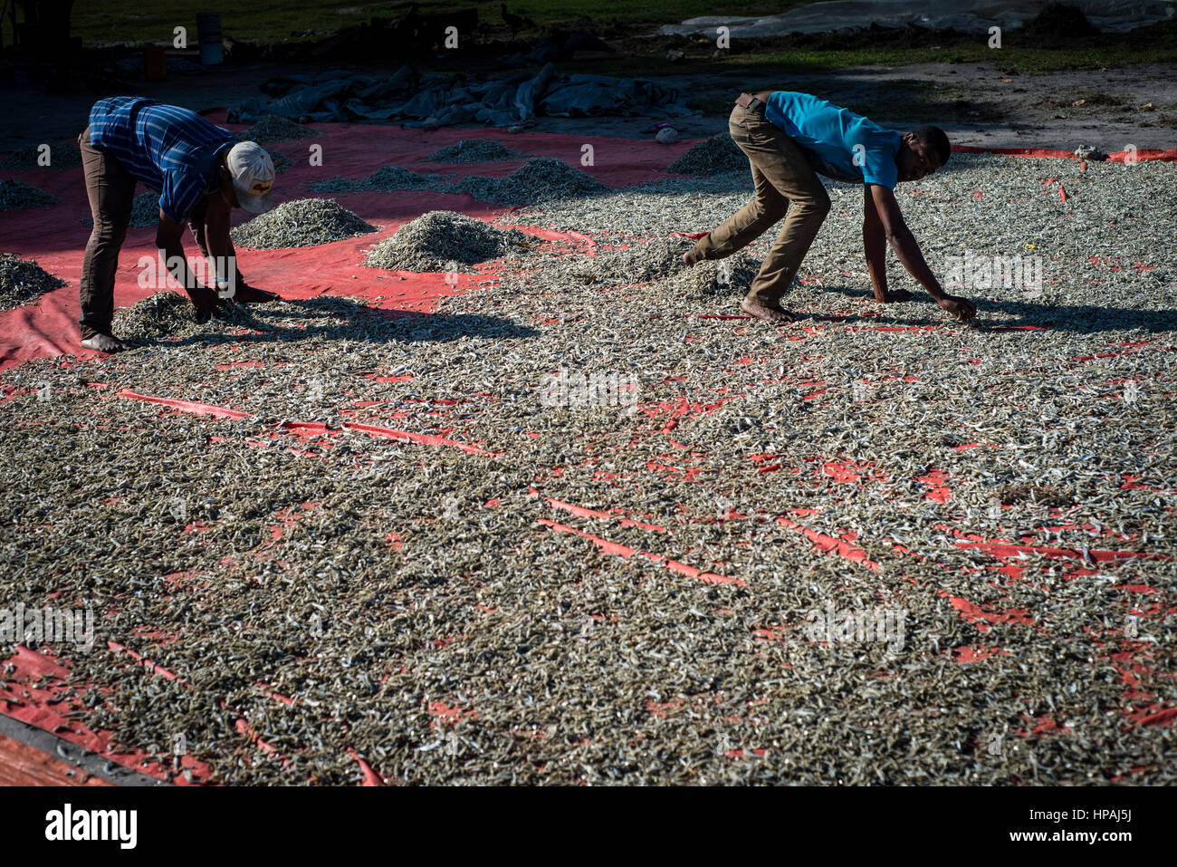 People prepare anchovies, locally called Dagaa, for drying at Mkokotoni ...