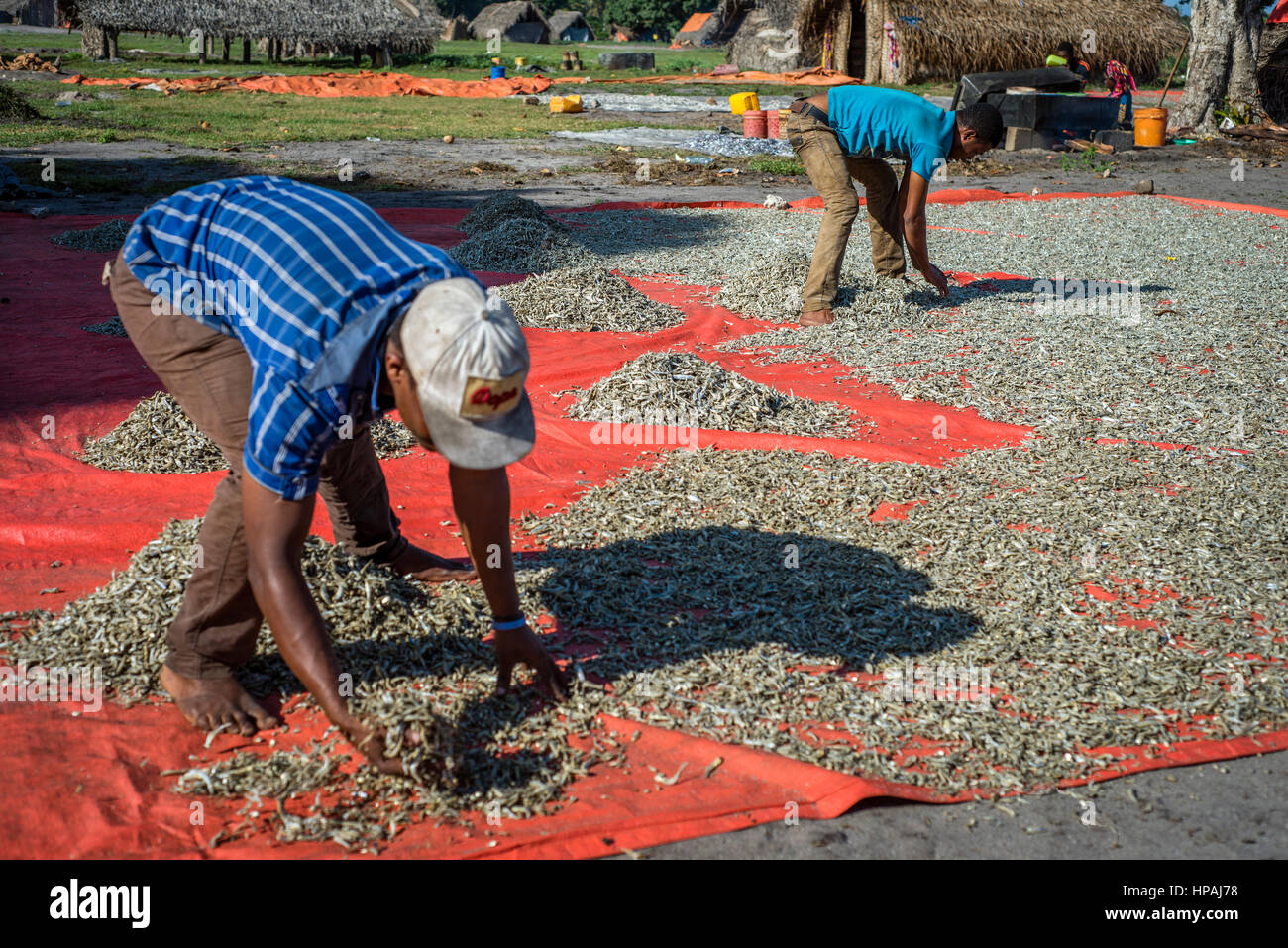 People prepare anchovies, locally called Dagaa, for drying at Mkokotoni ...