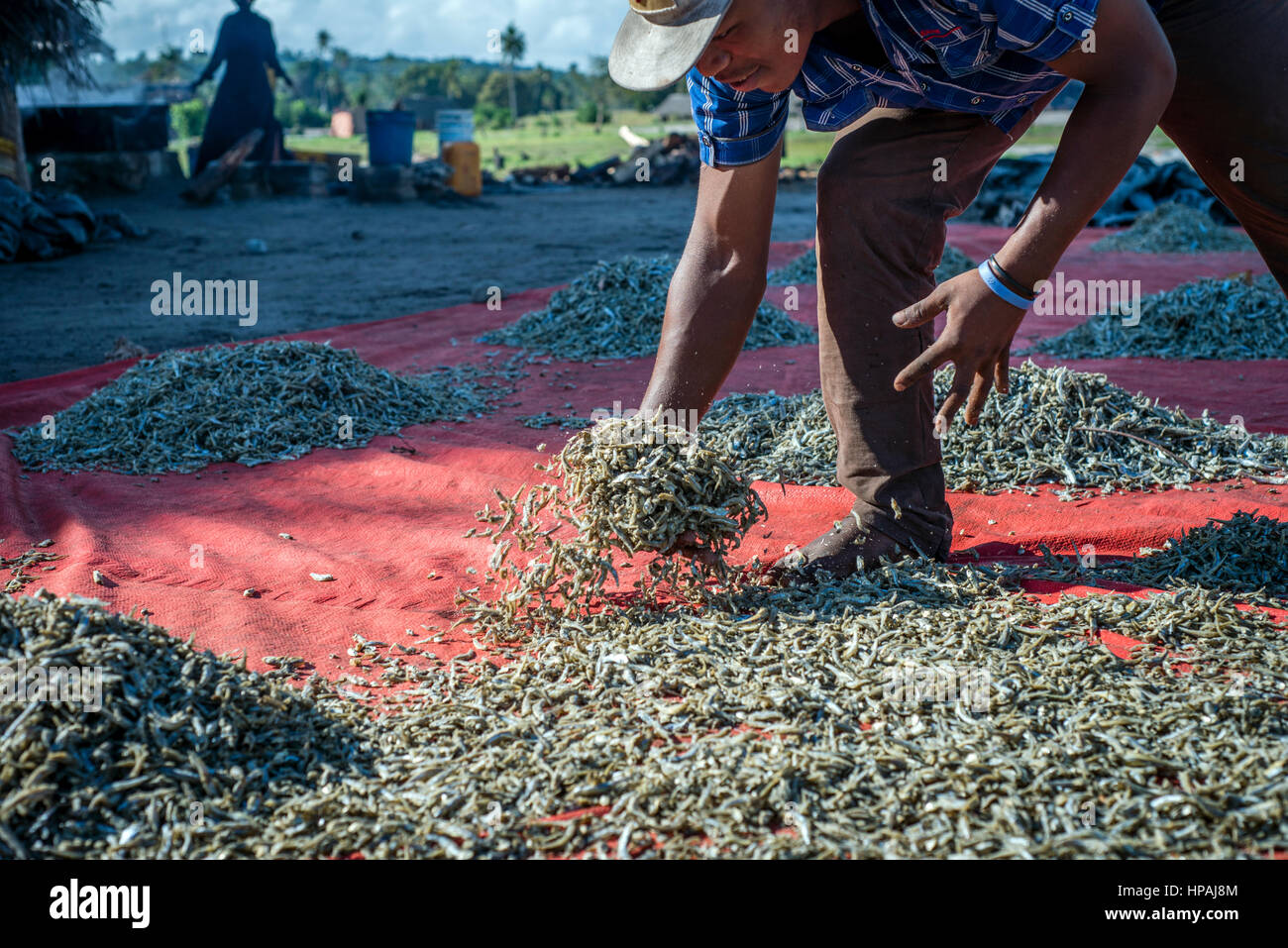 People prepare anchovies, locally called Dagaa, for drying at Mkokotoni ...