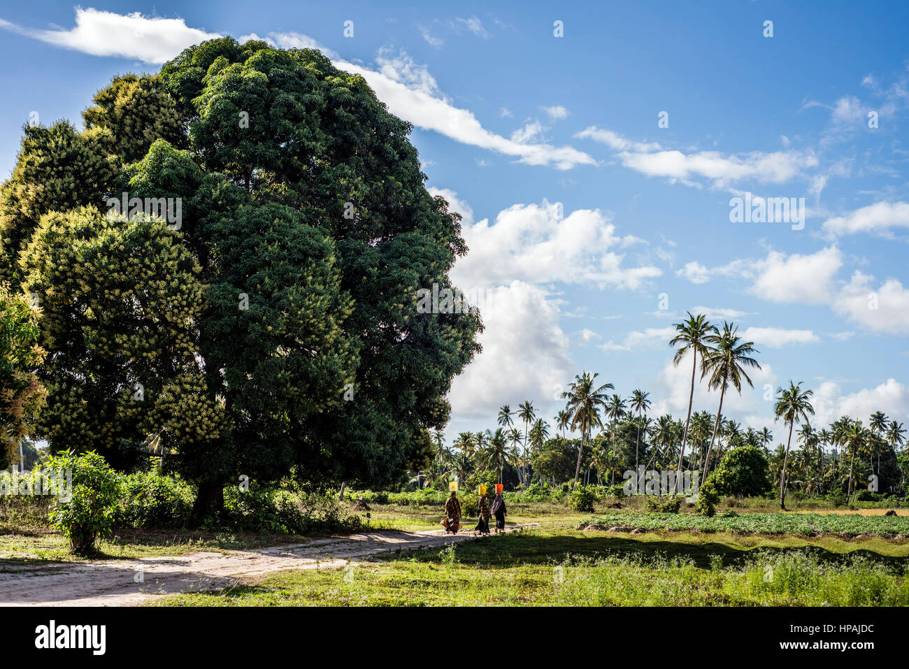 Mango tree tanzania africa hi-res stock photography and images - Alamy