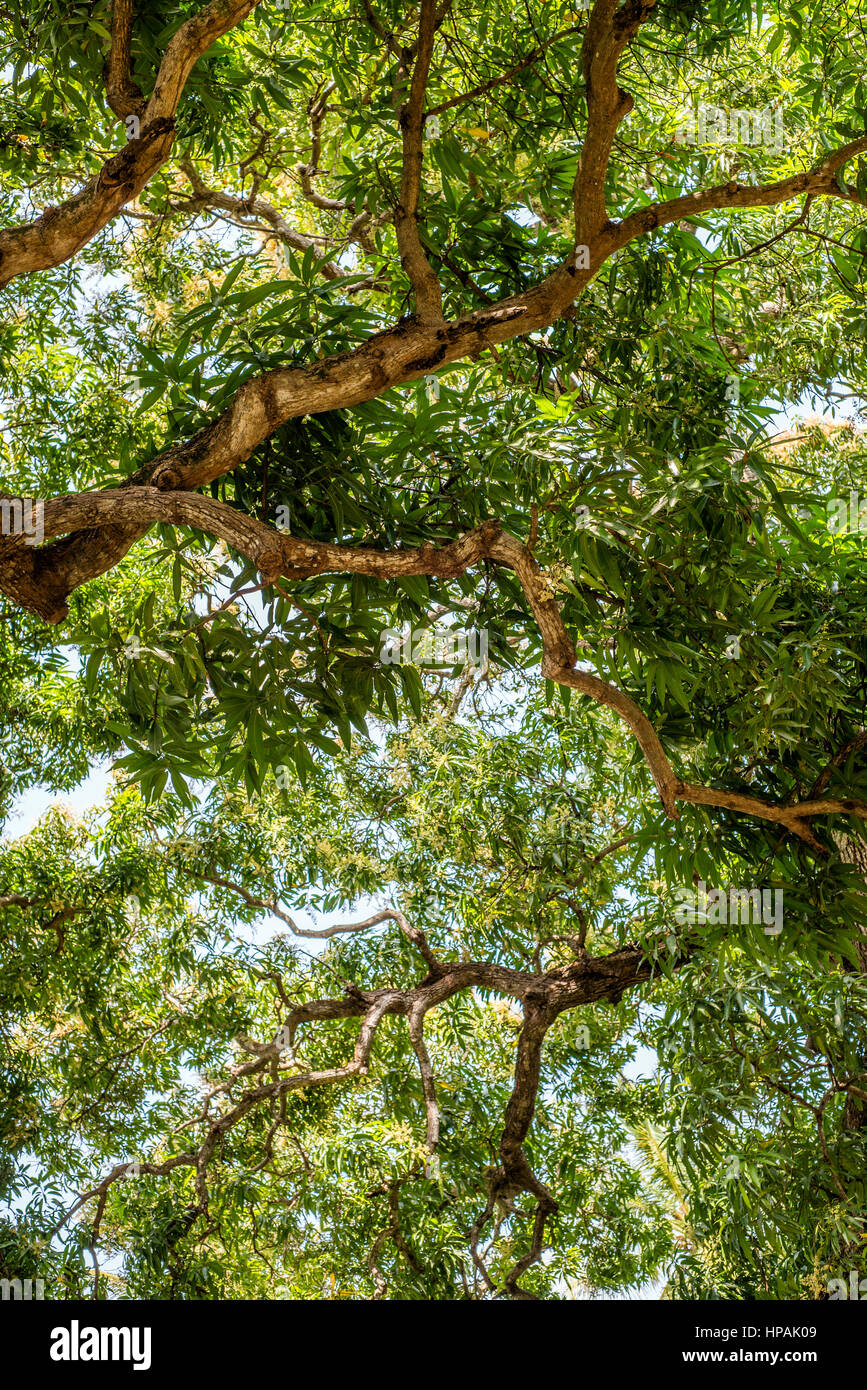 Mango tree, Kizimkazi village, Zanzibar, Tanzania Stock Photo - Alamy