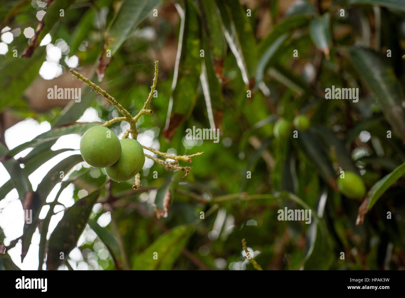 Mango tree, Kizimkazi village, Zanzibar, Tanzania Stock Photo - Alamy