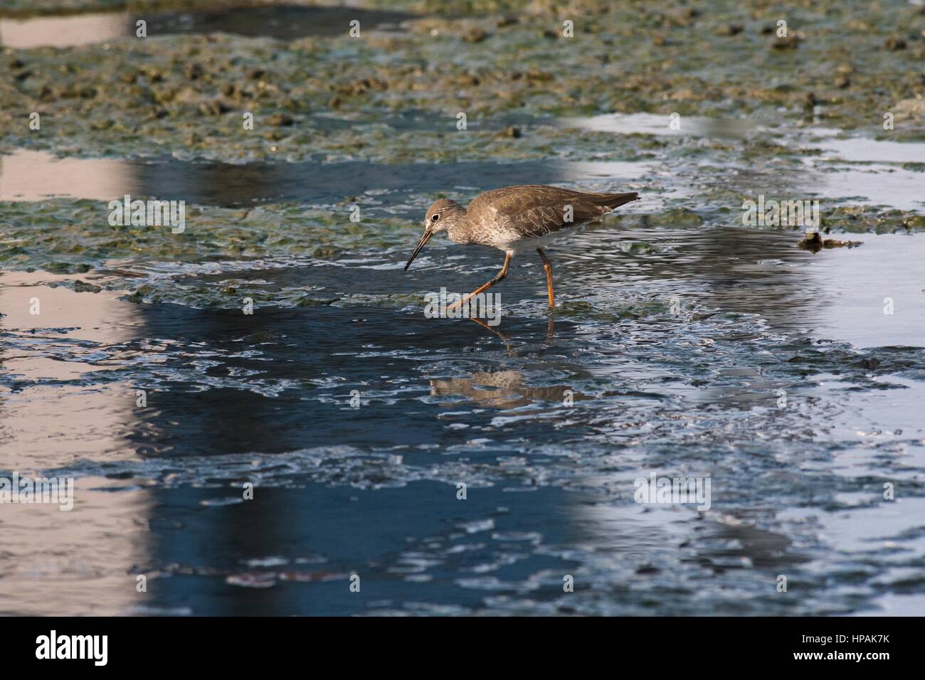 Intertidal wildlife habitat hi-res stock photography and images - Alamy