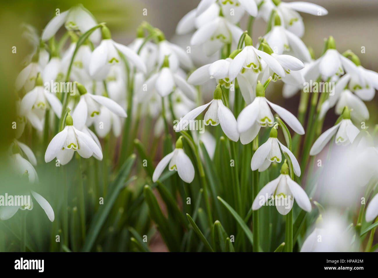 Snowdrop bulbs hi-res stock photography and images - Alamy