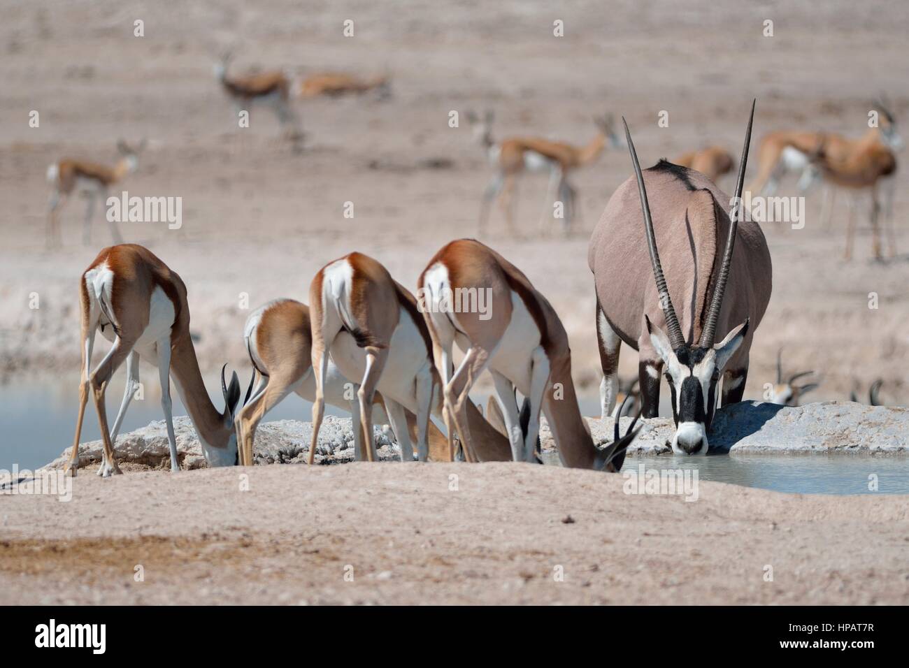 Springbok Africa Springboks Herd High Resolution Stock Photography and ...