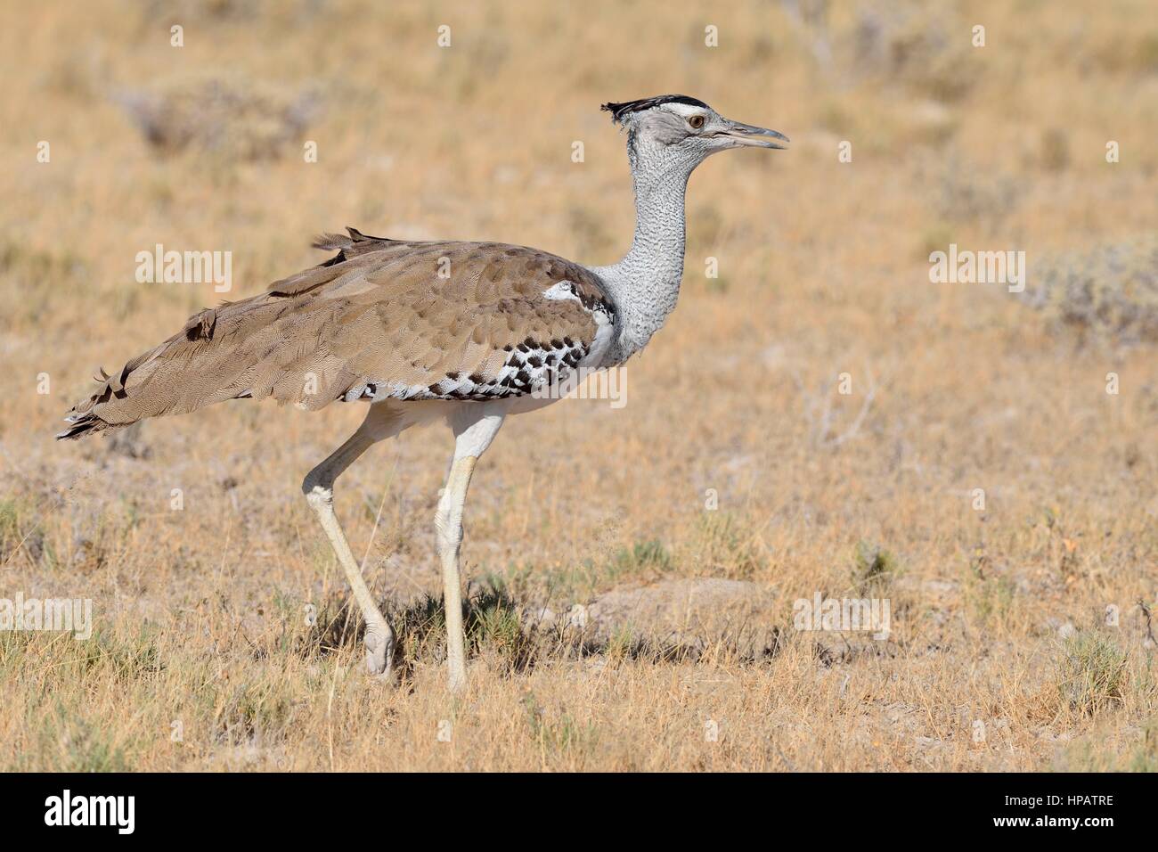 Kori bustard (Ardeotis kori), in dry grass, Etosha National Park ...