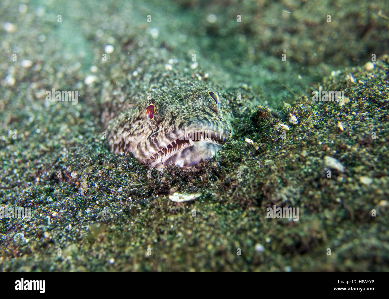 Meeresgrund hi-res stock photography and images - Alamy