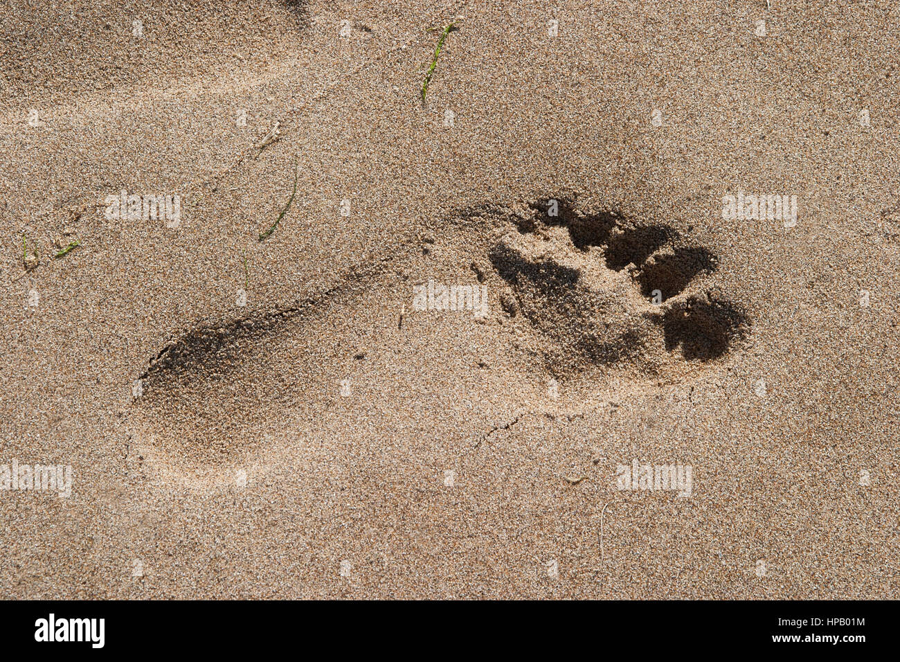 A footprint in sand Stock Photo - Alamy
