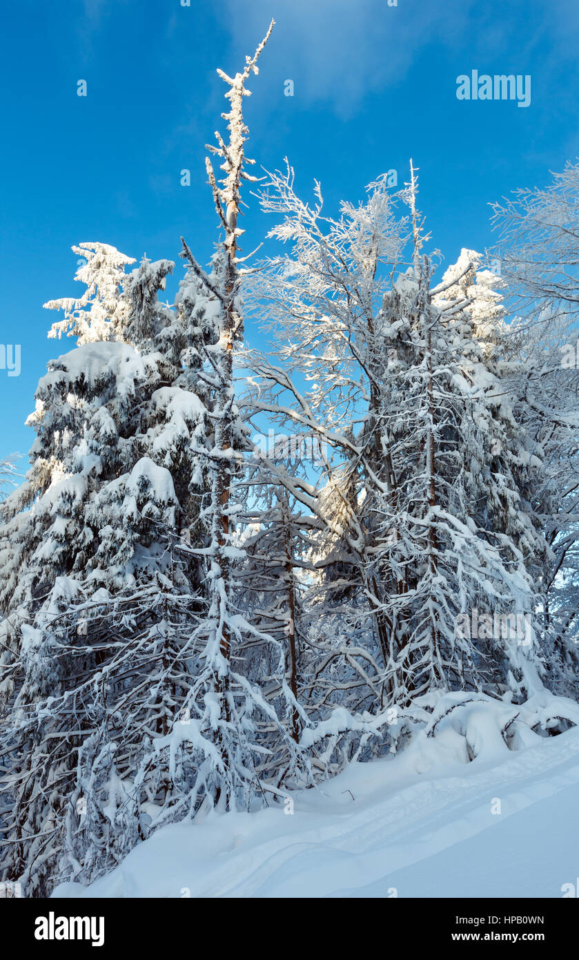Evening shadows on winter slope with snowy forest (Carpathians, Ukraine ...