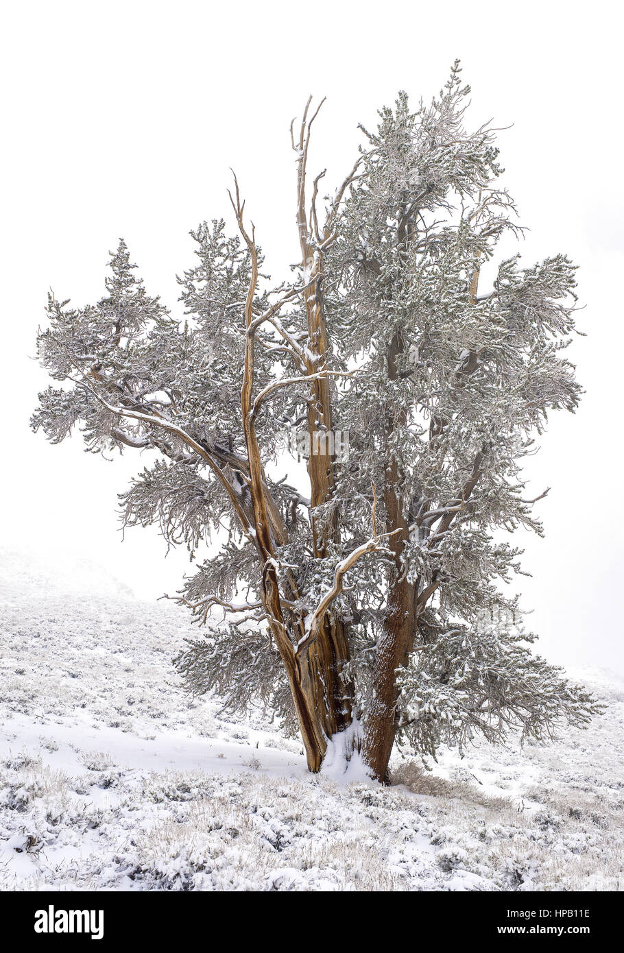 Nadelbaum mit Raureif Stock Photo - Alamy