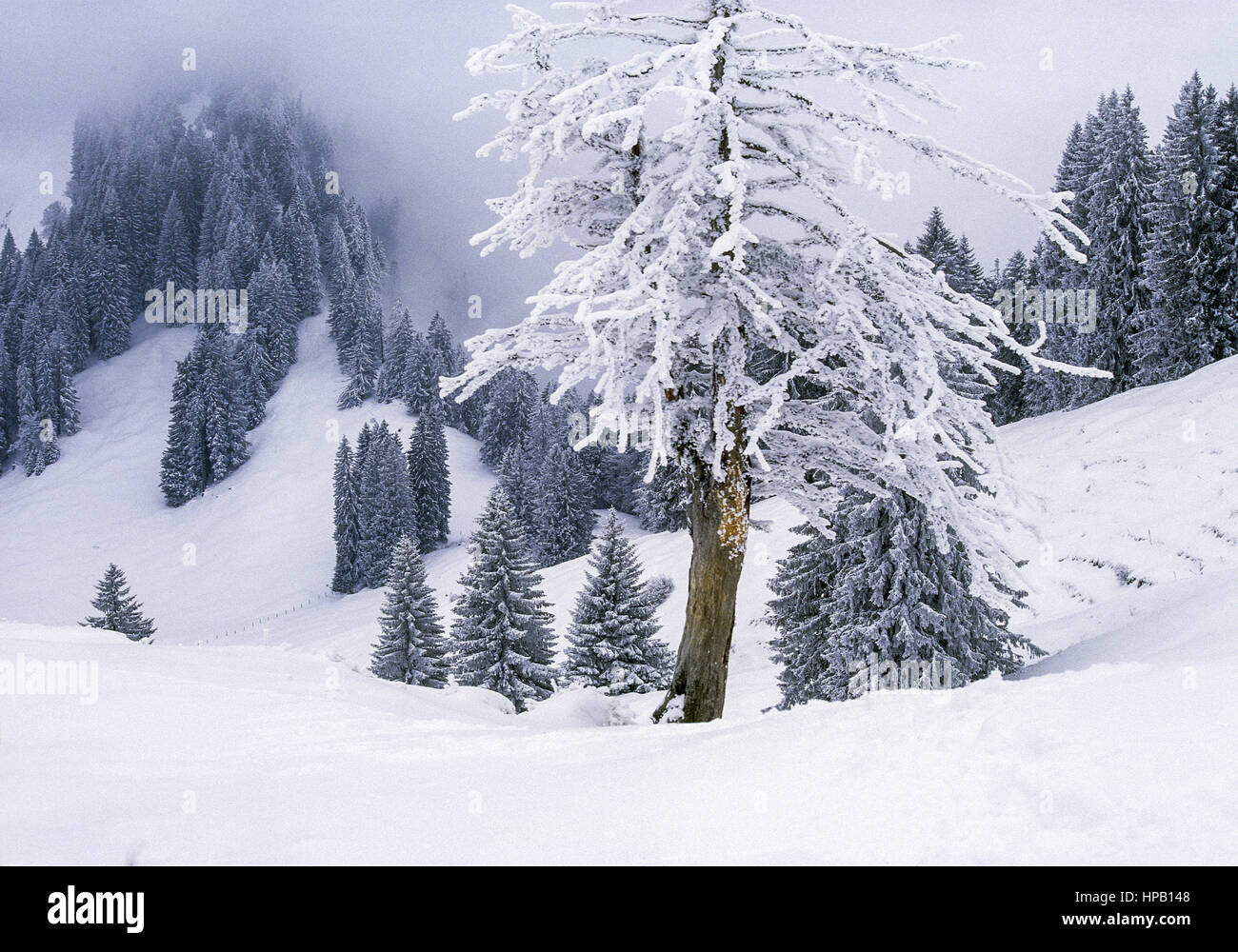 Tief verschneiter Wald Stock Photo - Alamy