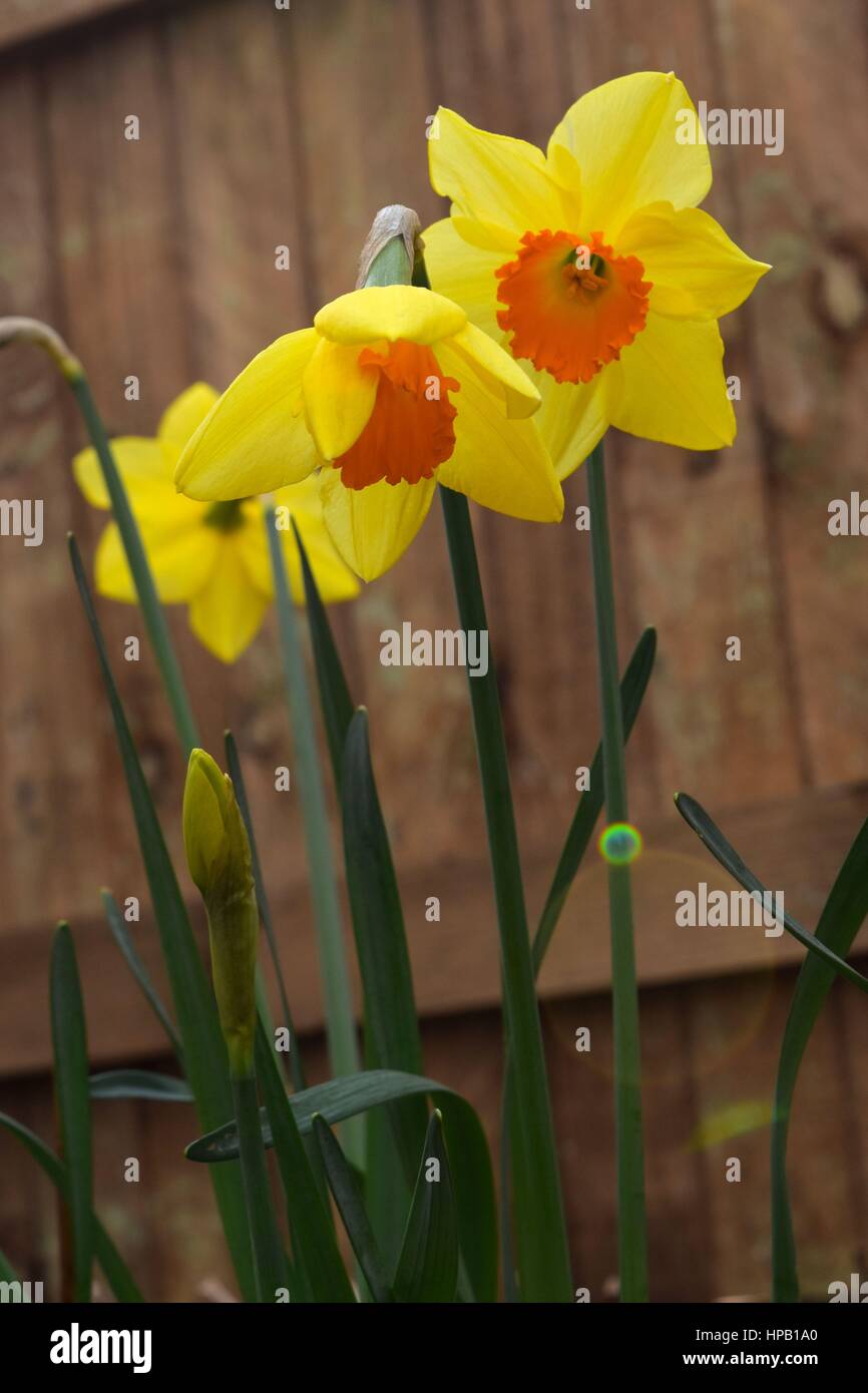 Springwatch garden hi-res stock photography and images - Alamy