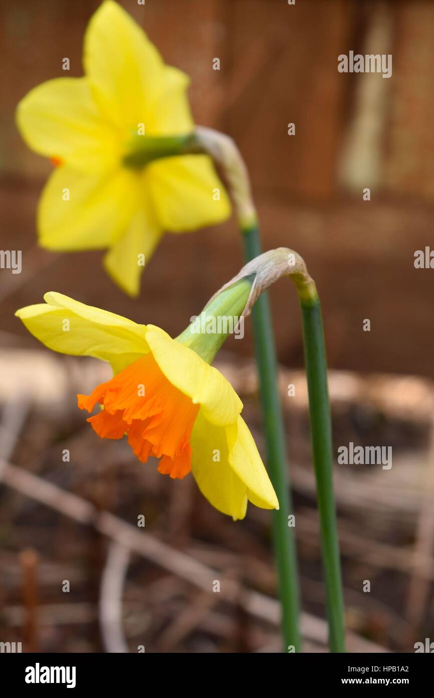 Two daffodils hi-res stock photography and images - Alamy