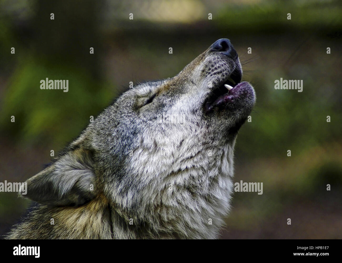 Heulender hi-res stock photography and images - Alamy