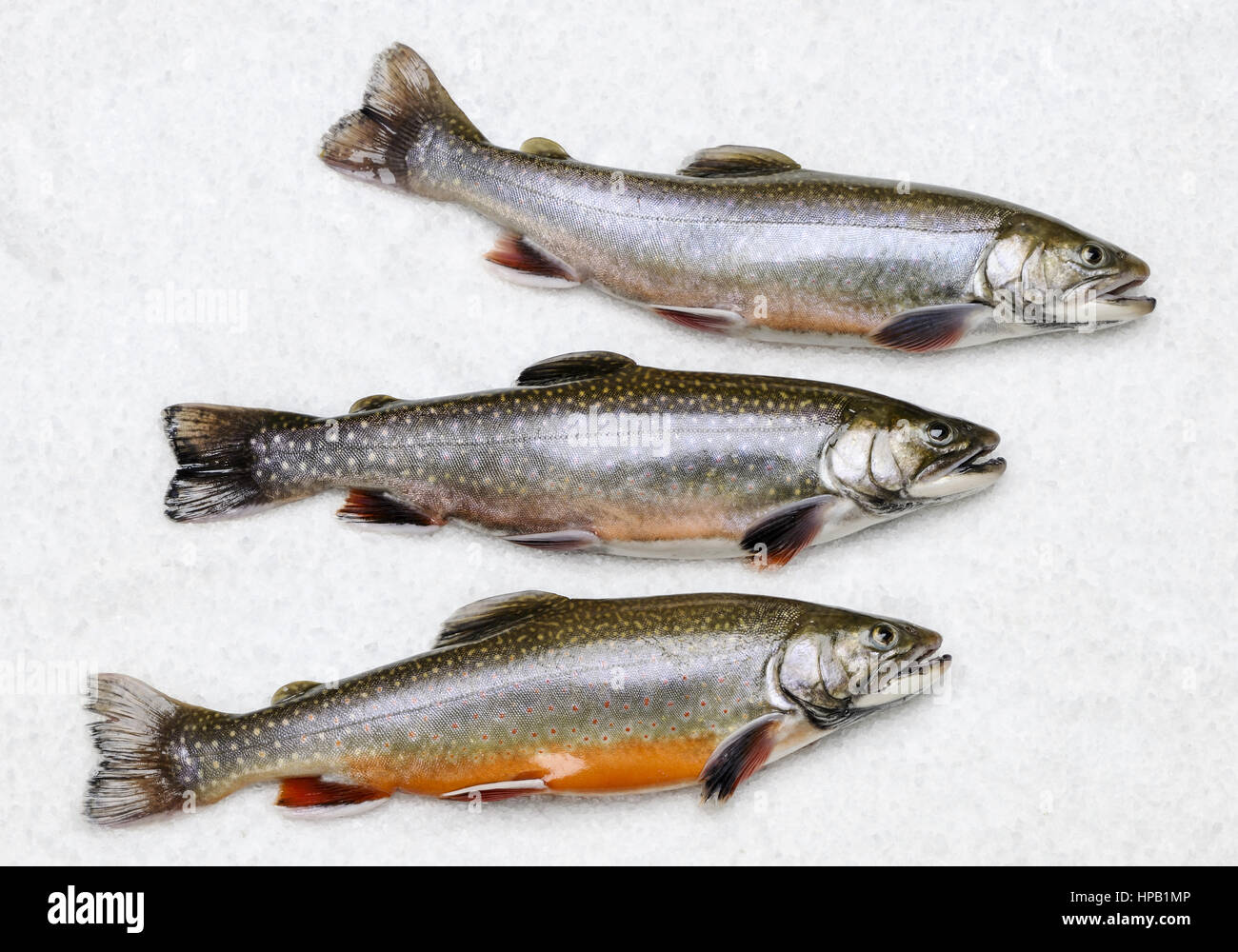 Drei ganze Saiblinge Stock Photo - Alamy