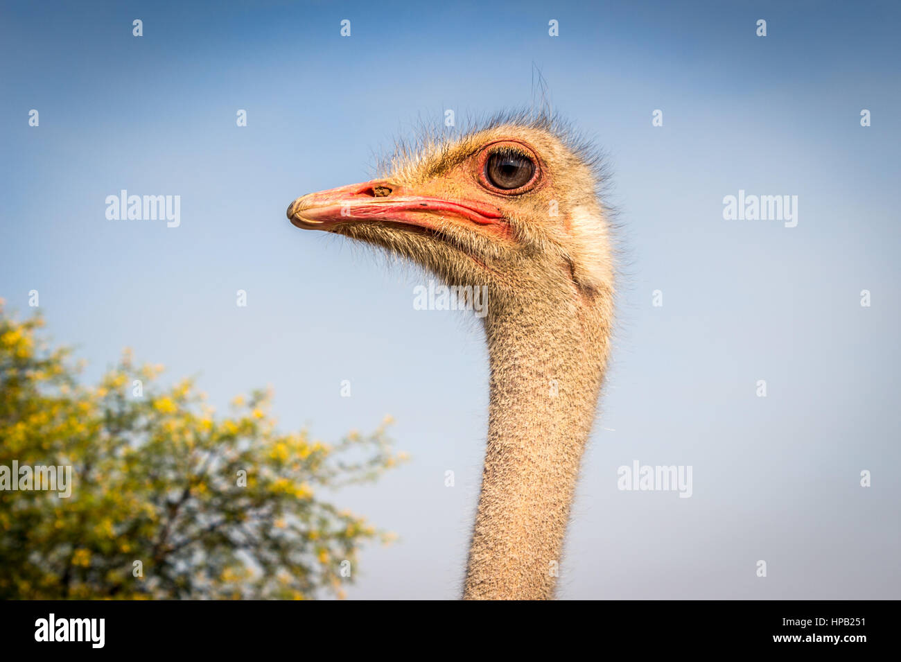 Photo of hairy ostrich face with one eye staring close up against blue ...