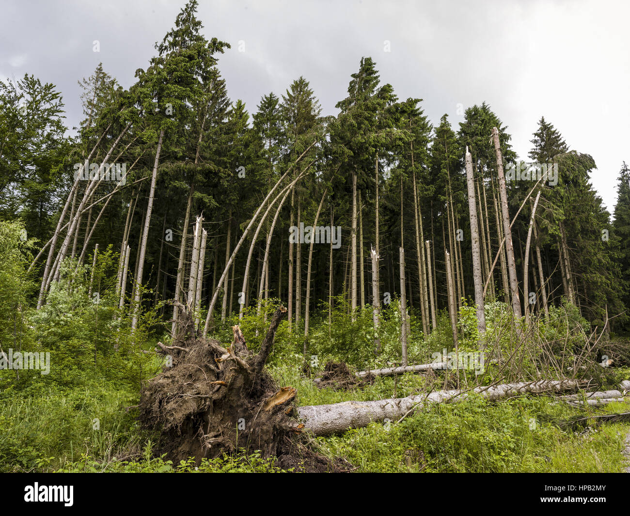 Fichtenwald High Resolution Stock Photography and Images - Alamy