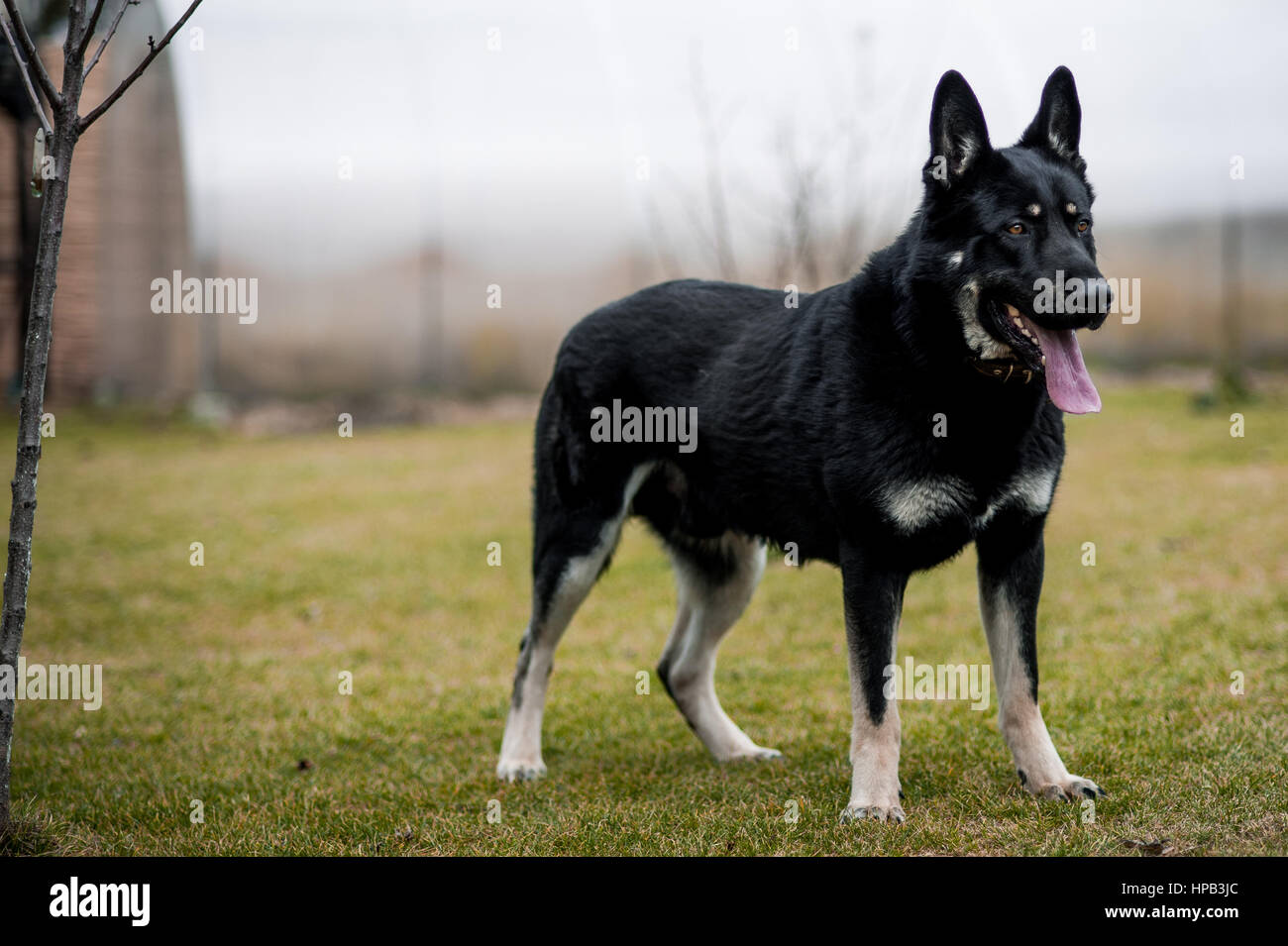 East European Shepherd on grass, outdoor Stock Photo - Alamy