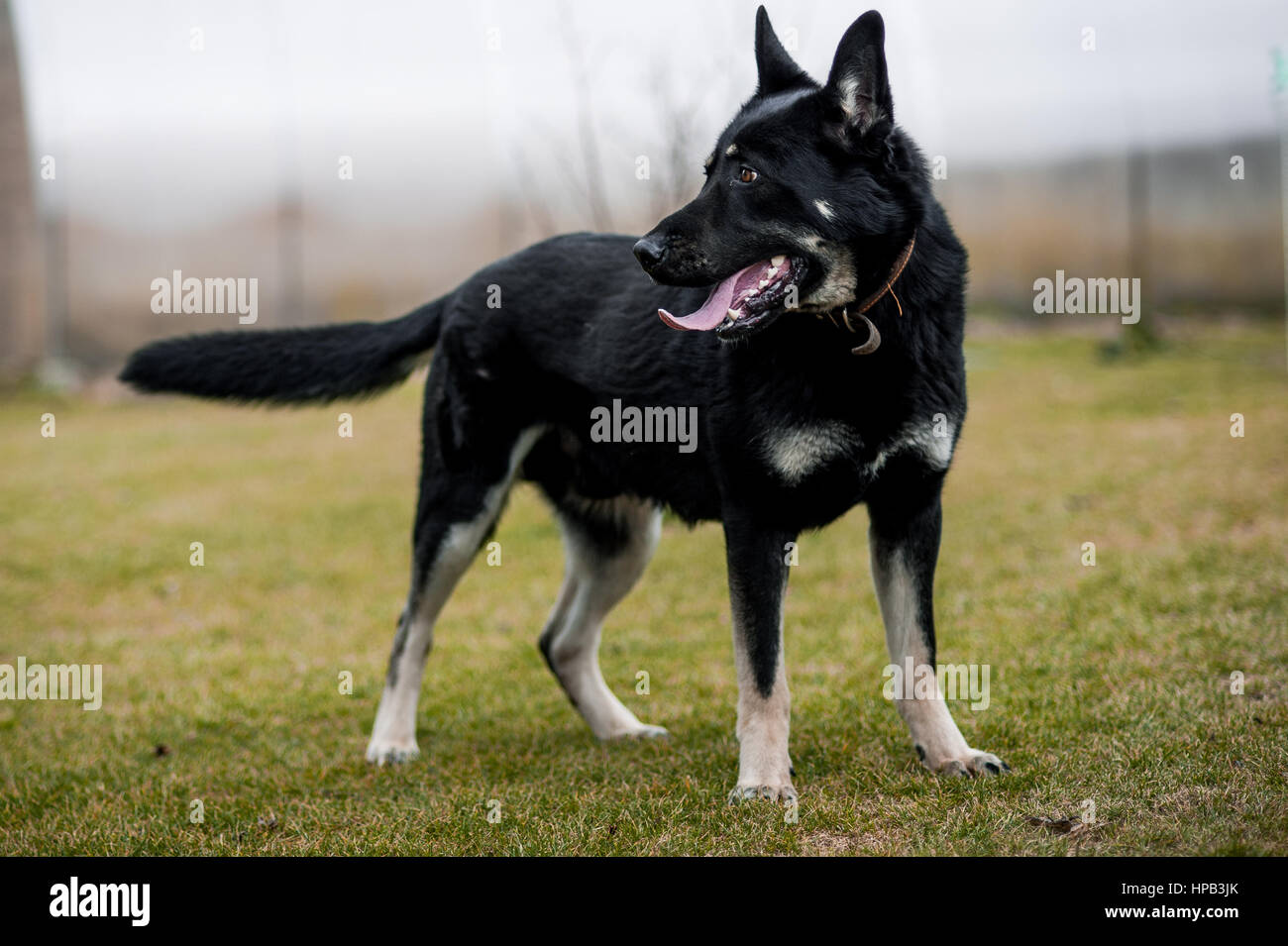 East European Shepherd on grass, outdoor Stock Photo - Alamy