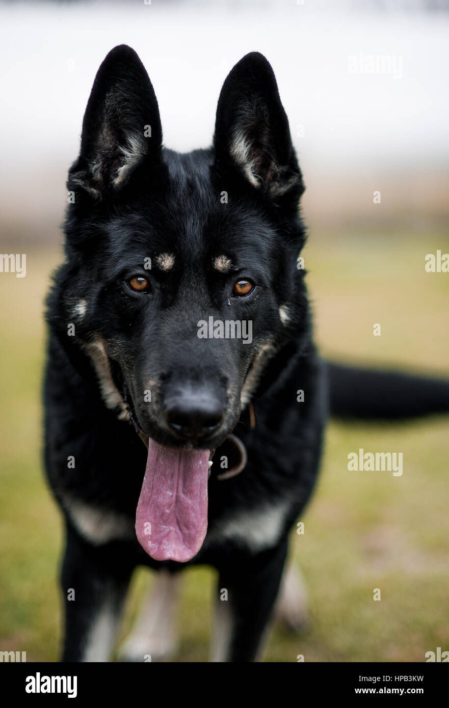 East European Shepherd on grass, outdoor Stock Photo - Alamy