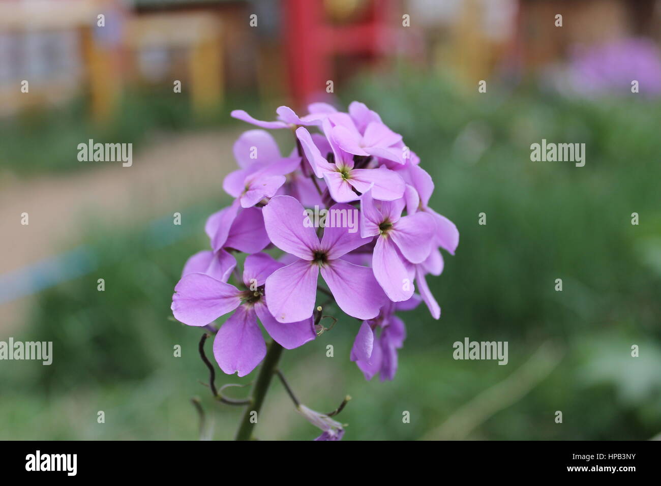 Mongolian flower hi-res stock photography and images - Alamy