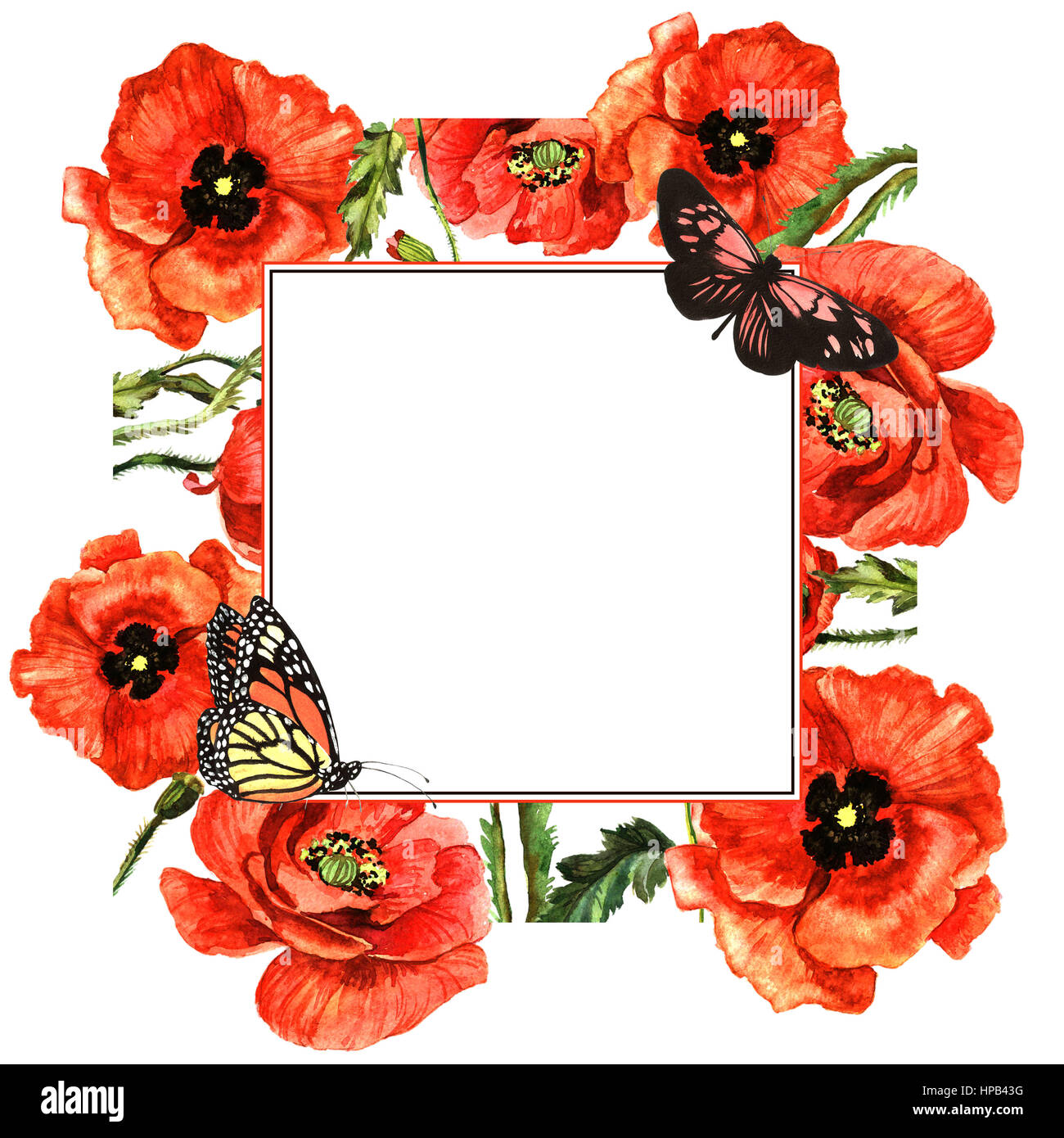 Wildflower poppy flower frame in a watercolor style isolated Stock ...