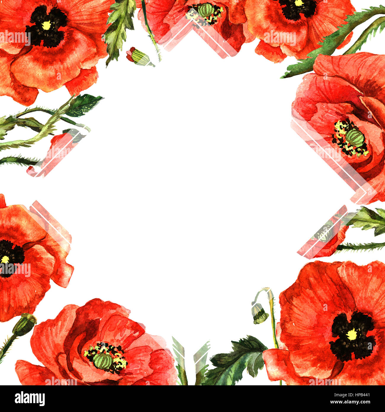Wildflower poppy flower frame in a watercolor style isolated Stock ...