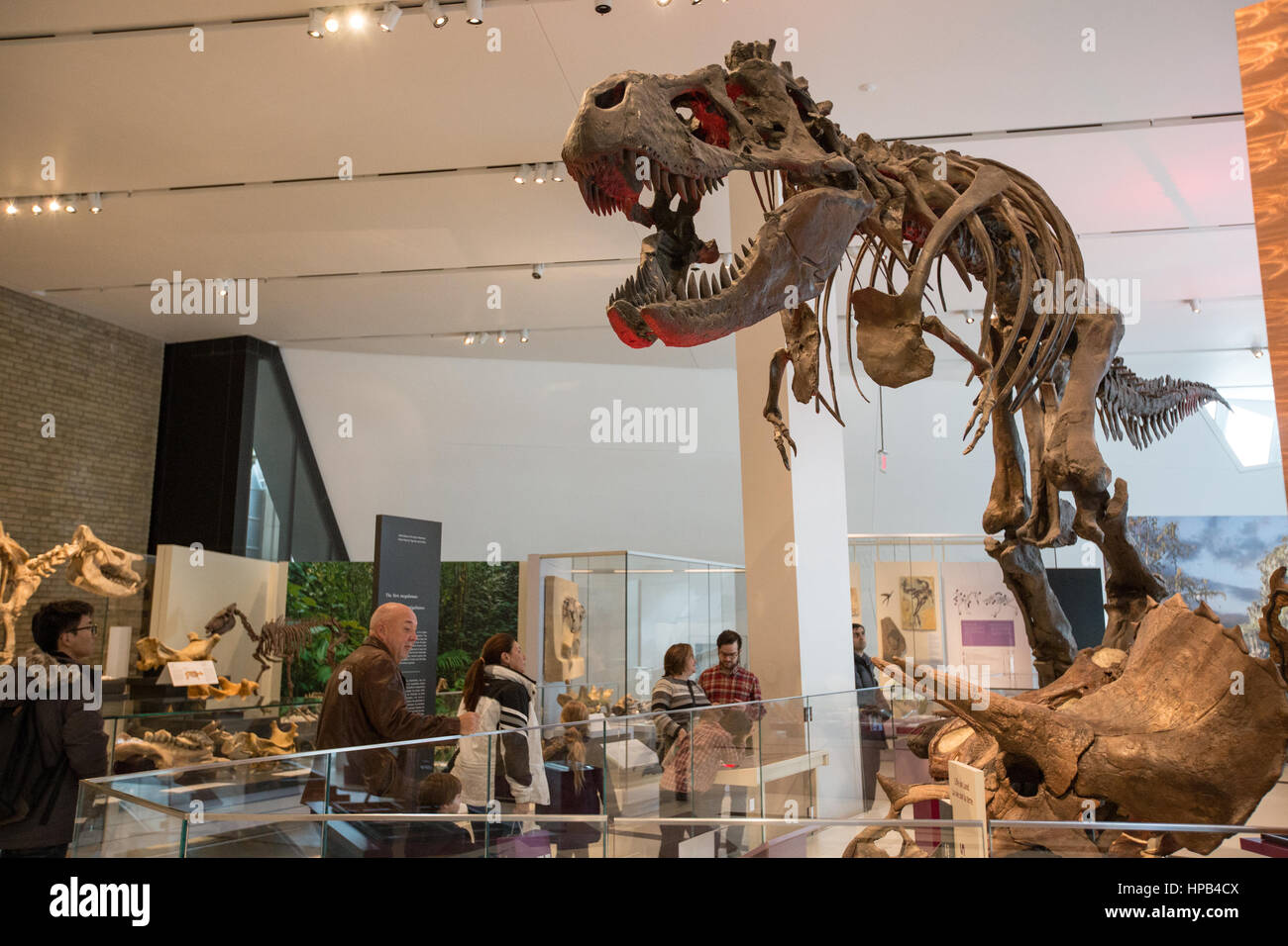 Dinosaur sculpture inside Toronto Royal Ontario Museum Stock Photo - Alamy