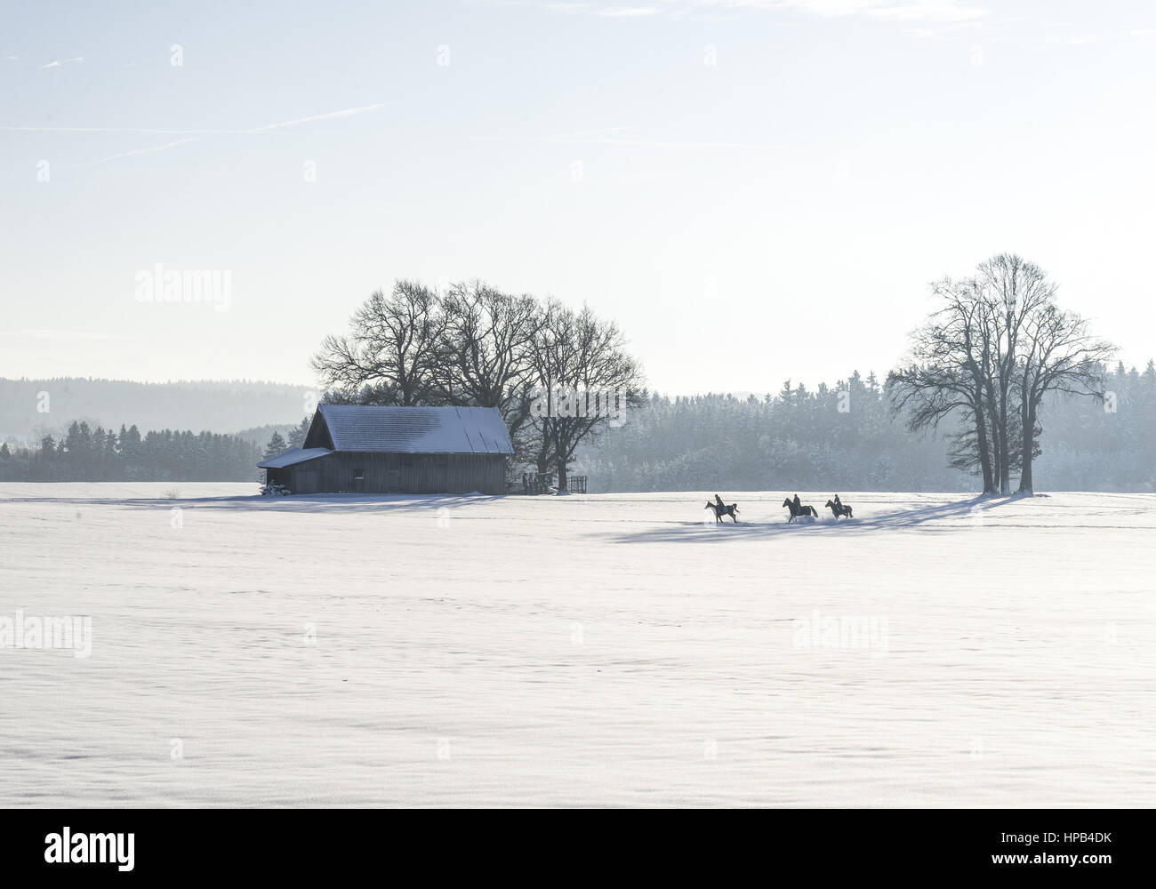 Pferden hi-res stock photography and images - Alamy