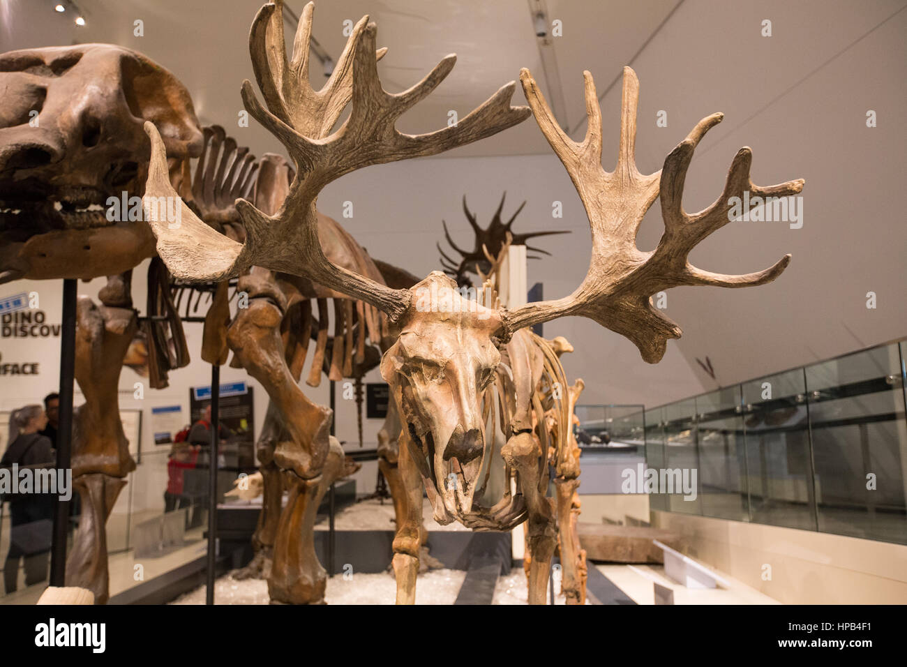 Animal sculpture inside the Toronto Royal Ontario Museum Stock Photo ...