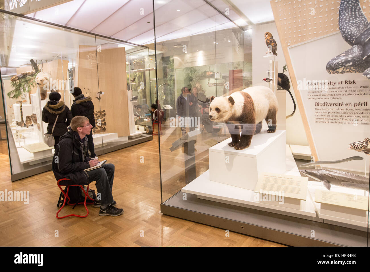 Male artist drawing a panda inside the museum Stock Photo - Alamy