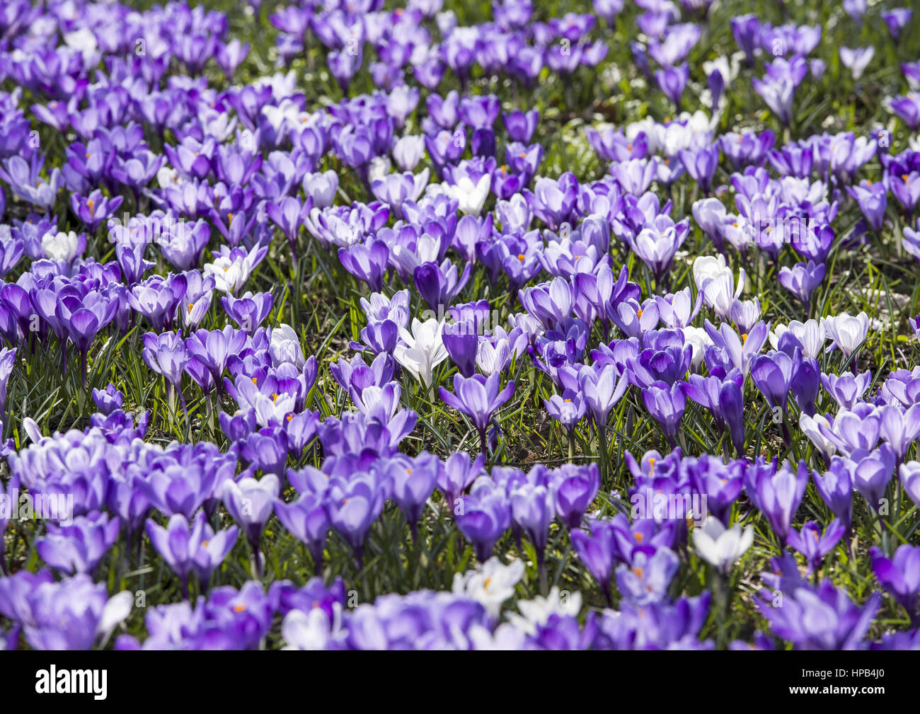 Krokusse auf Wiese, violett Stock Photo - Alamy