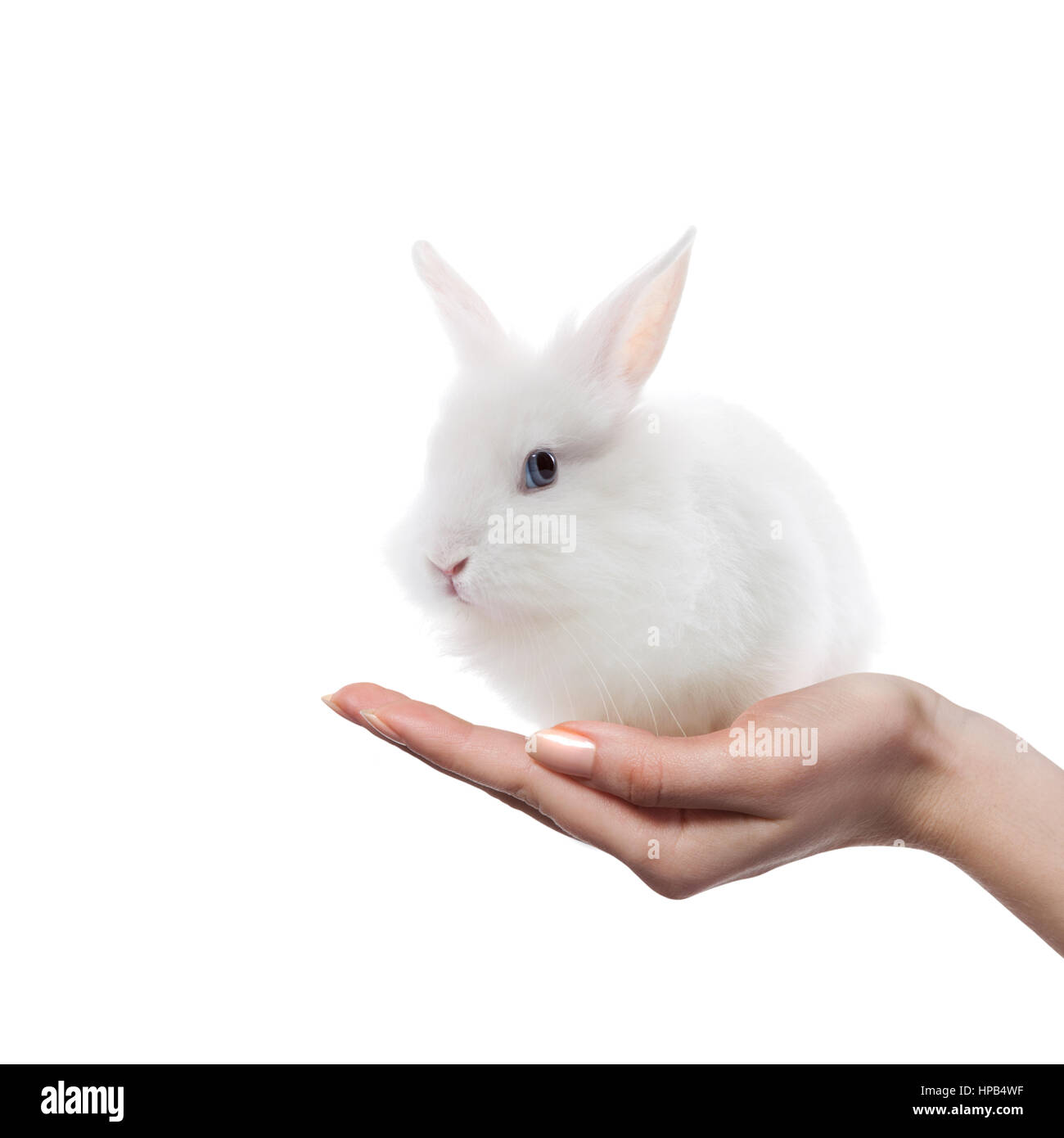 little rabbit in the hands isolated of the white background Stock Photo ...