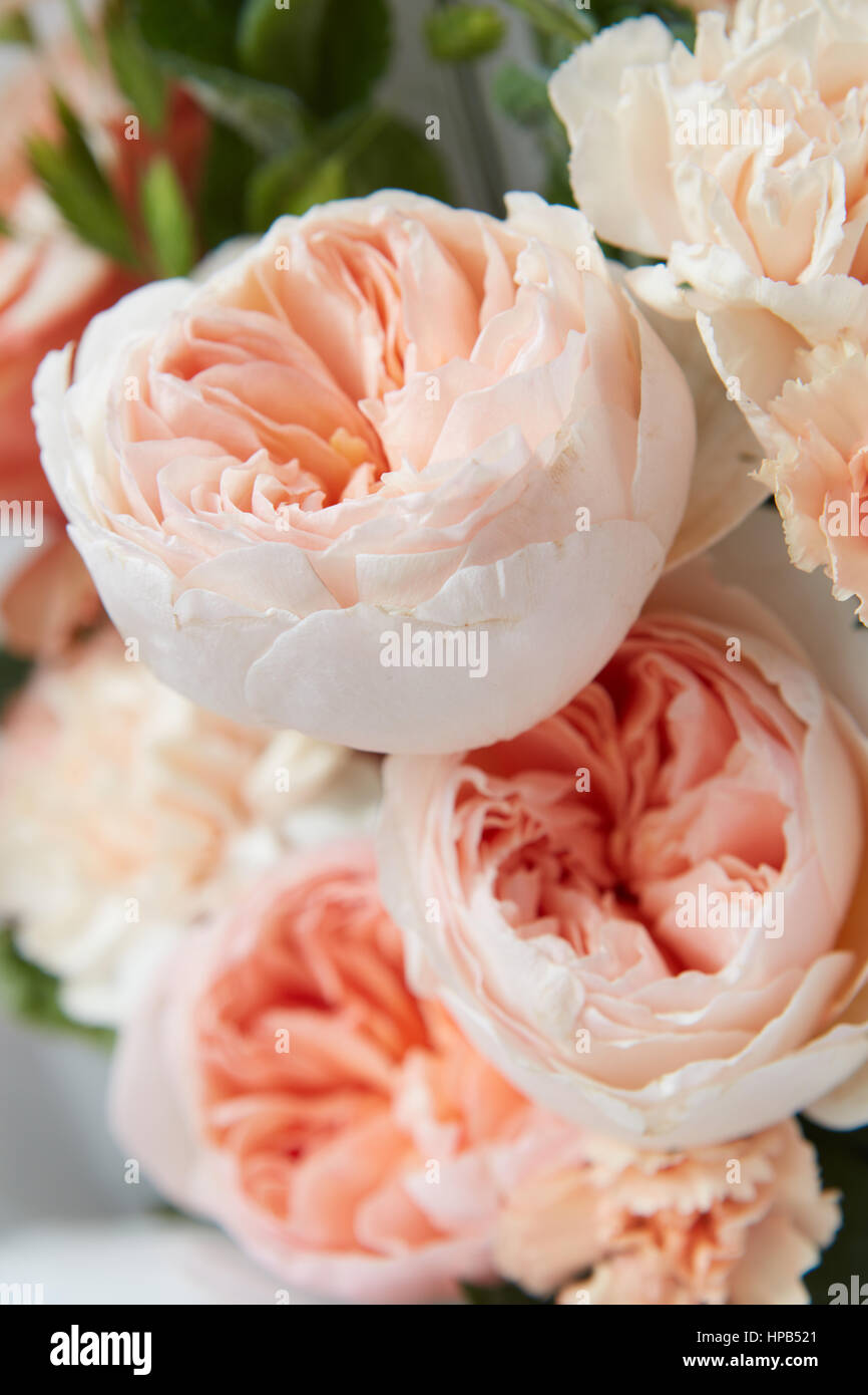 Soft pastel pink roses massed as a background Stock Photo - Alamy