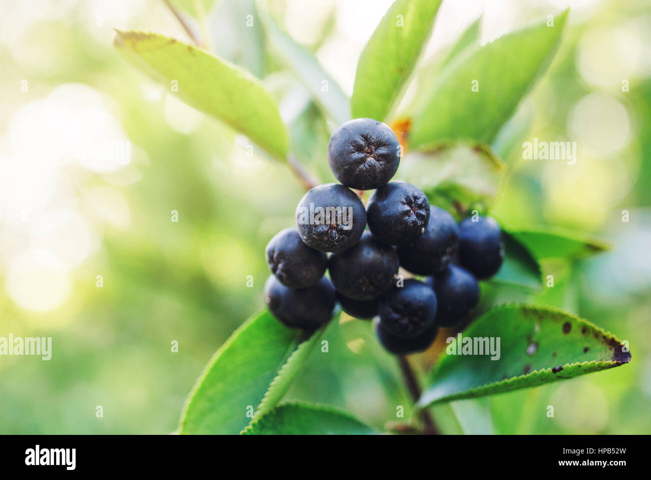 Aronia melanocarpa hi-res stock photography and images - Alamy