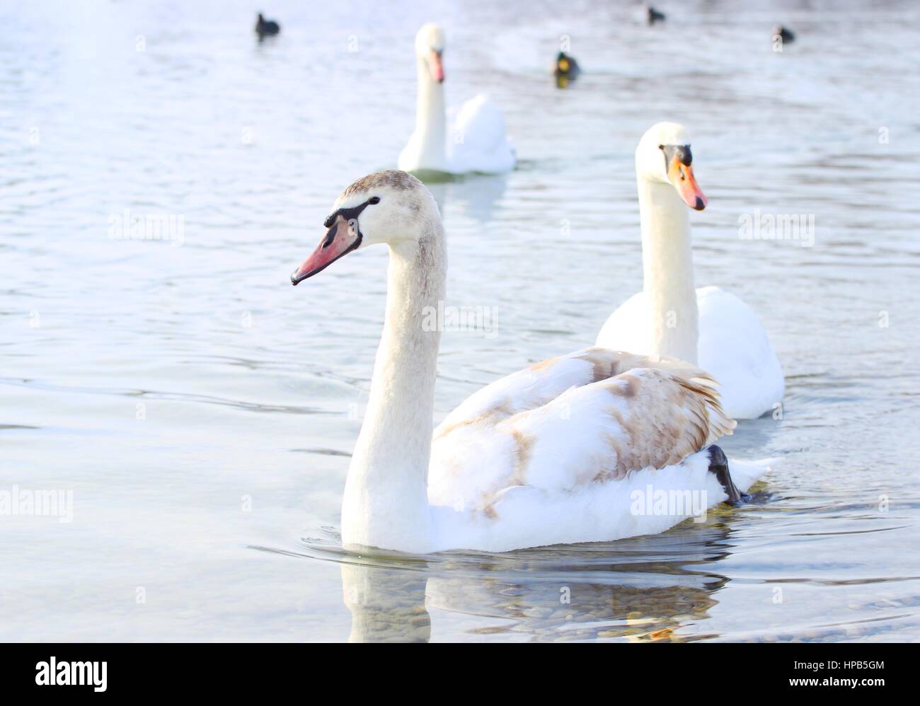 Bird swans hi-res stock photography and images - Alamy