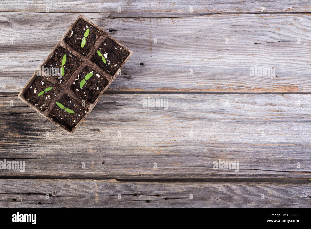 gardening square organic planting pots with tomato plant sprout on ...