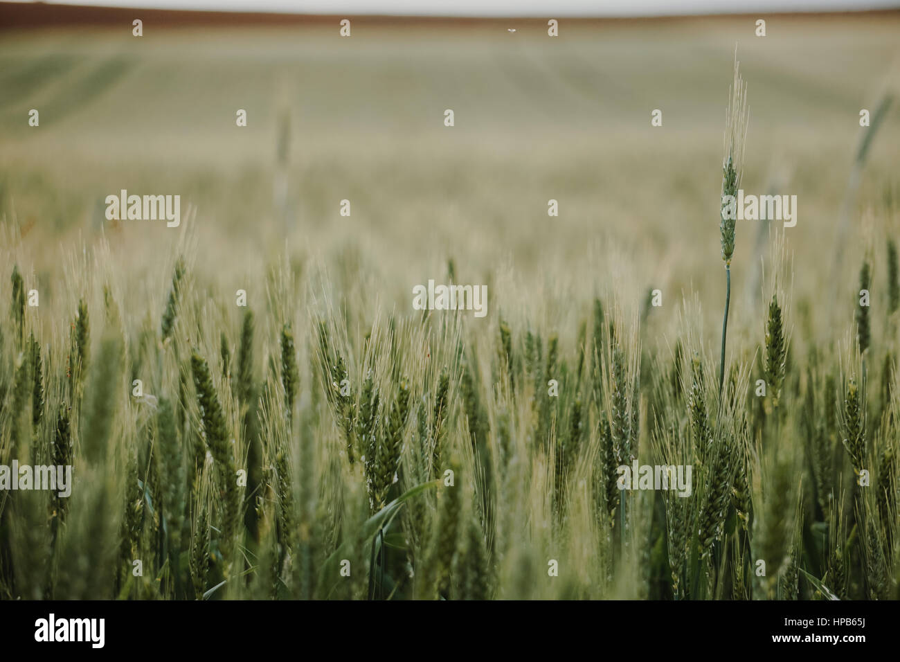 Wheat products hi-res stock photography and images - Alamy