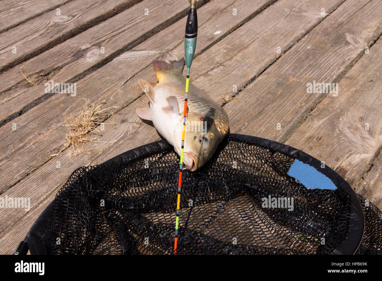 Carp in the net. Catch carp. Carp near lake Stock Photo - Alamy