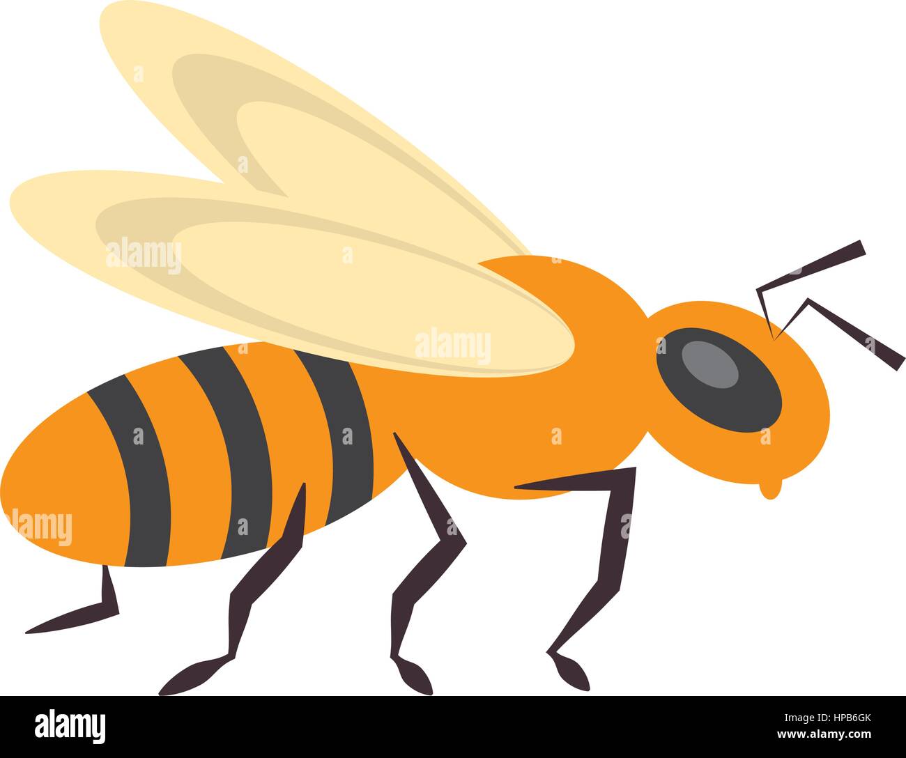 Bee wing detail Stock Vector Images - Alamy