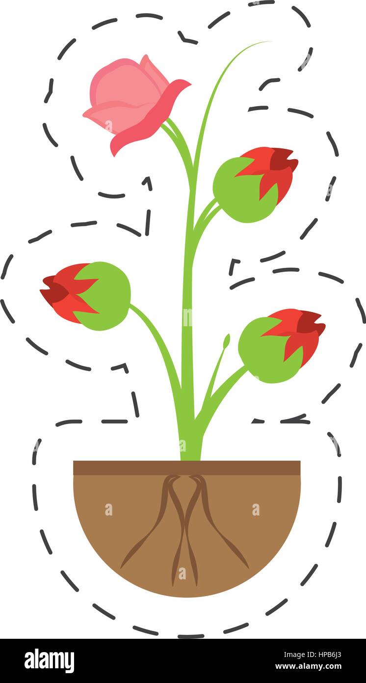 pink rose flower sprout grow vector illustration eps 10 Stock Vector ...